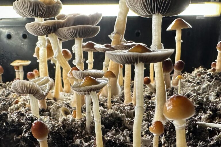 How Shrooms Affect The Brain And Body